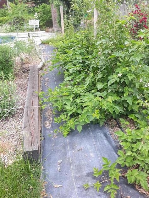 Pruning Boysenberries Question Theyre Out Of Control Berries Forum