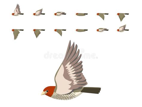 Bird Red Headed Finch Flying Animation Sequence Cartoon Vector Stock
