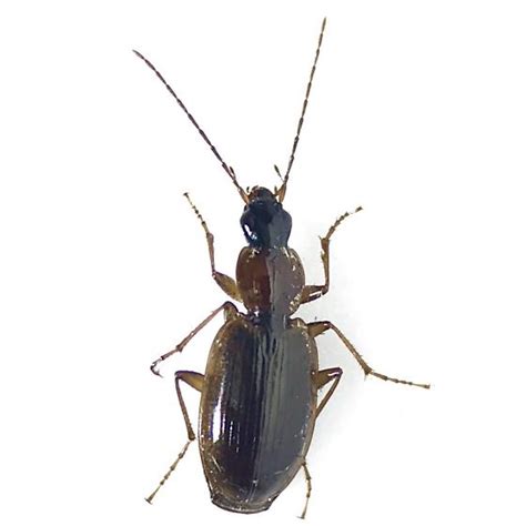 Carabid Bugguidenet