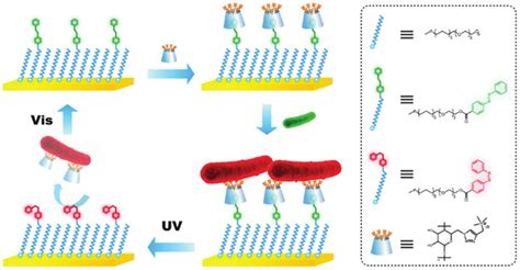Light Responsive Bacteria Releasing System Reproduced With Permission