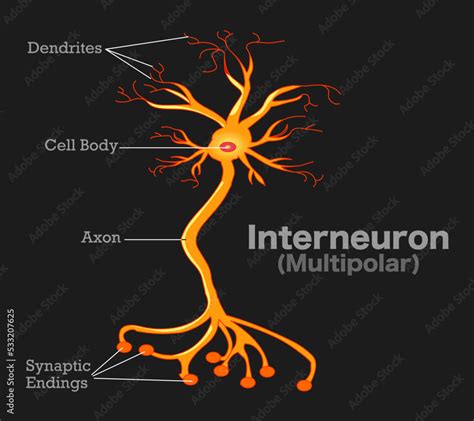 Interneuron Multipolar Neuron Anatomy Structure Parts Single Axon And