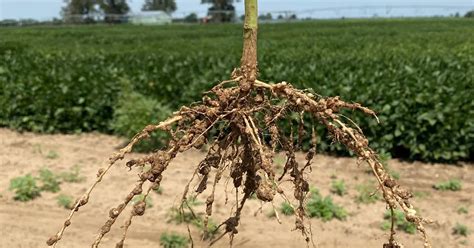 Major Qtl In Soybean Suppresses Southern Root Knot Nematode Populations
