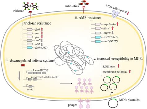 Evolution Of Triclosan Resistance Modulates Bacterial Permissiveness To Multidrug Resistance