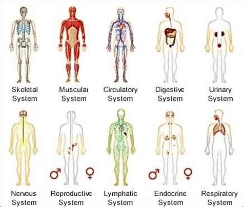 Peoples Body Systems Age At Different Rates Iahpb