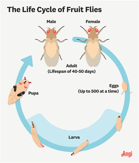How Long Do Fruit Flies Live Angi