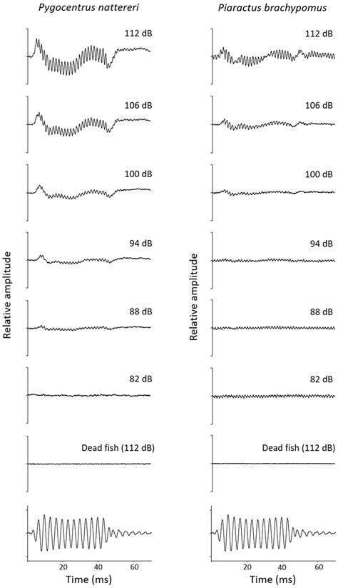 Example Of Auditory Evoked Potentials Aep Measured At 300 Hz From One