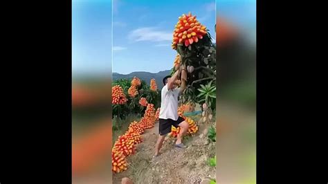 Фруктовый рай Домашний уют ВКонтакте