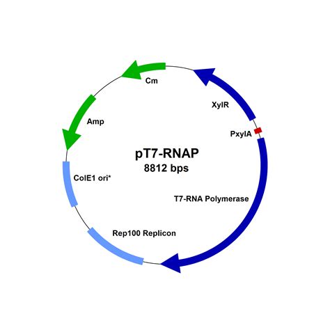 B Megaterium T7 Rna Polymerase Expression System Bacillus Megaterium