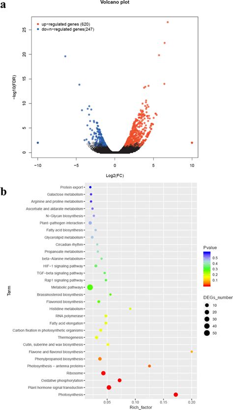 Volcano Plot And Enrichment Of Metabolic Pathways Identified By A Kegg