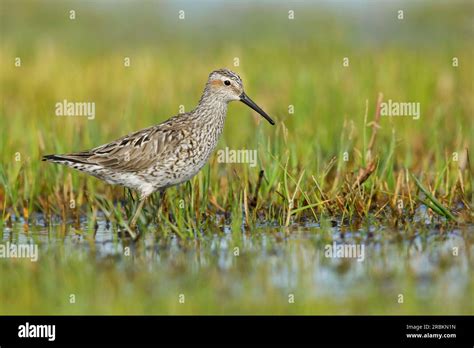 Stilt Sandpiper Micropalama Himantopus Adult In Transition To