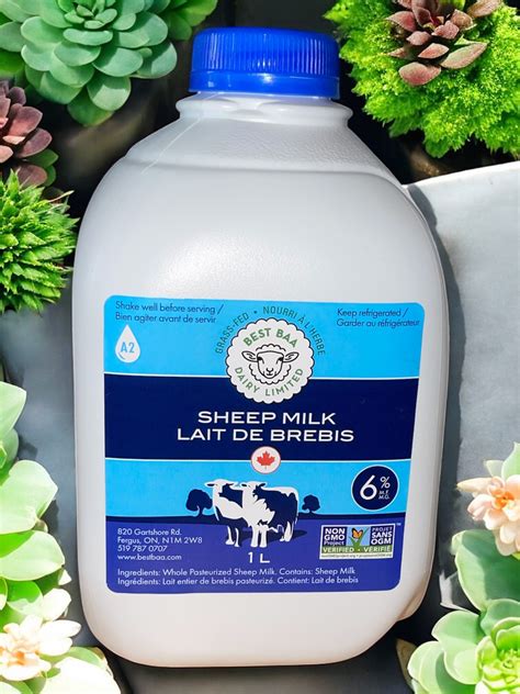 Whole Sheep Milk Fresh Nutritious Sheep Milk Best Baa