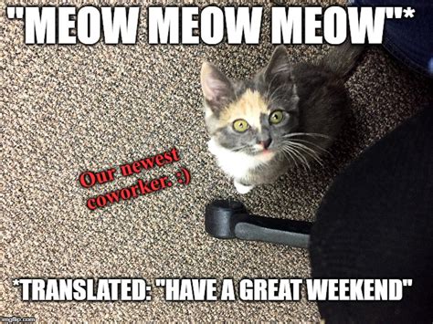 Weekend Kitty Imgflip
