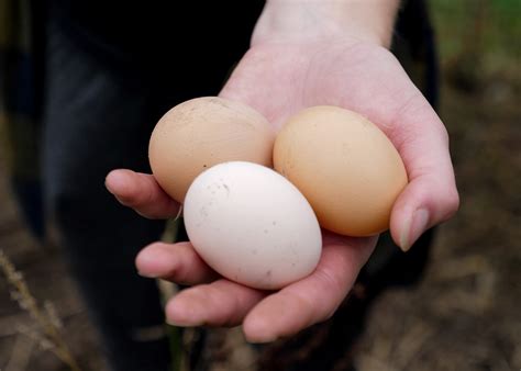 Bouwen Aan Het Voedselsysteem Van De Toekomst Pionier Eva Vos Laat Zien Hoe