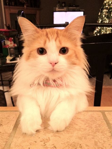 This Is Fiona Waiting For Cheerios Aww