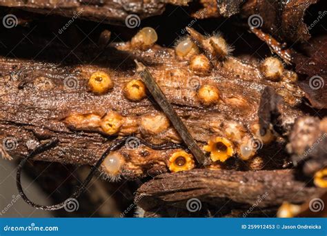 Does Pine Straw Get Artillery Fungus At Lance Upshaw Blog