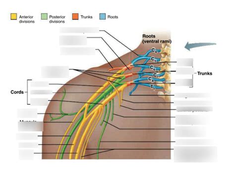 Brachial Plexus Anatomy Diagram Quizlet