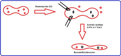 Fig No 5 Membrane Chemical Perturbation Electro Encapsulation