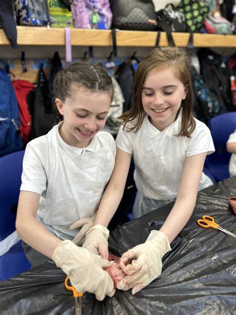 Heart Surgery With Our Year 6 Scientists Cuddington And Dinton School