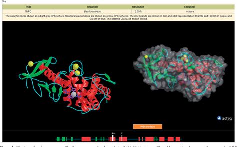 Proteolytic Enzyme Semantic Scholar