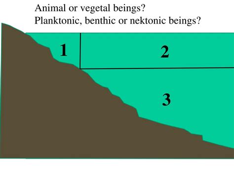 Ppt The Main Terrestrial Ecosystems Powerpoint Presentation Free
