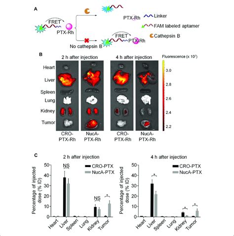 Aptamer Paclitaxel Conjugates For Targeted Therapy Of Ovarian Cancer