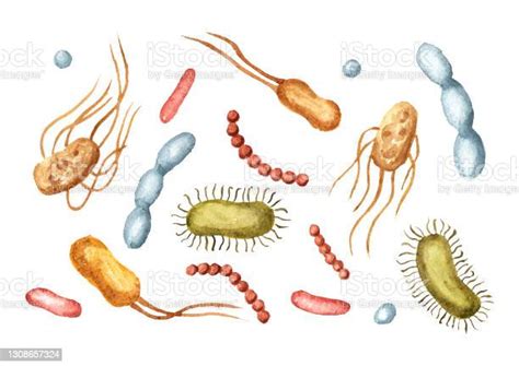 유익한 프리바이오틱 박테리아 세트 흰색 배경에 격리 된 수채화 손으로 그린 일러스트레이션 박테리아에 대한 스톡 벡터 아트 및 기타 이미지 박테리아 프로바이오틱 창자