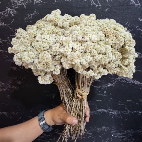 Jual Bunga Kering Edelweis Shopee Indonesia