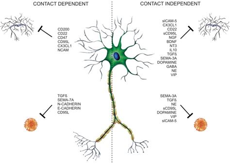Neuronal Microglia And T Cell Regulation Neurons Control T Cell And