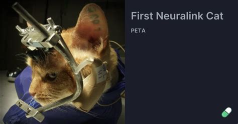 First Neuralink Cat Peta Pump