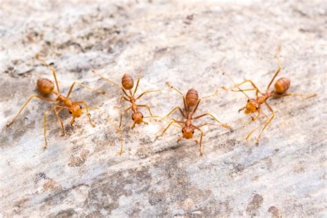7 Most Common Types Of House Ants Boldface News