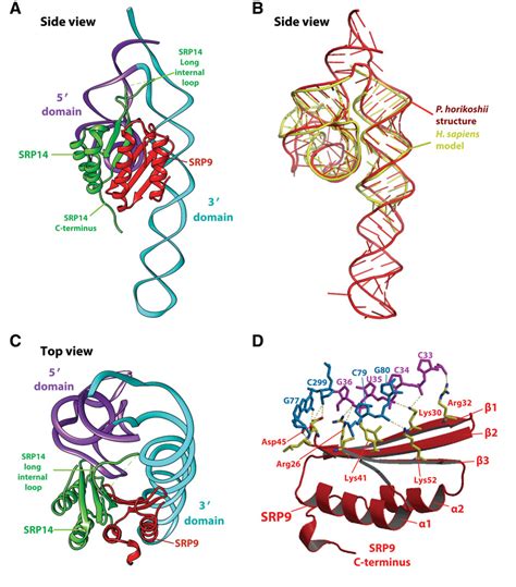 Figure 1 From Crystal Structure Of A Signal Recognition Particle Alu