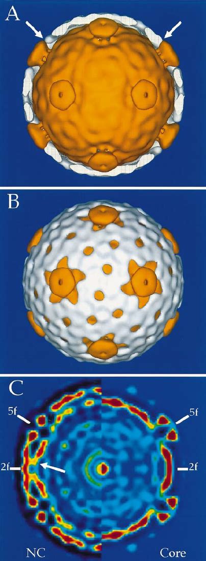 Surface Representations Of The Reconstructions Of The Polymerase