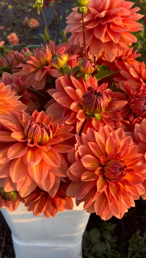 Nicholas Whidbey Island Dahlias