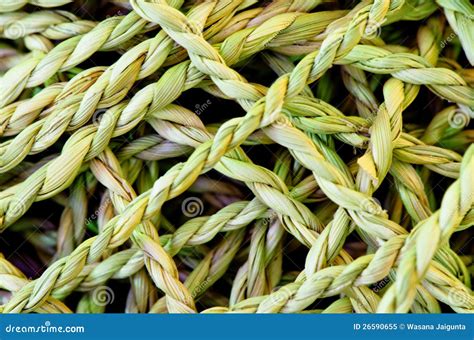 Vetiver Grass And Barren Ground Concept For Solving Soil Degradation