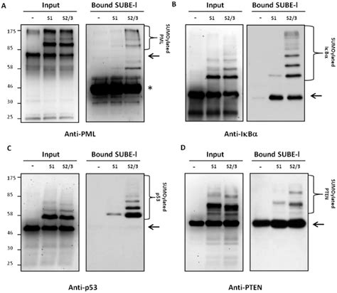 Multiple Sumo Substrates Can Be Captured By Sube L Sumoylated A