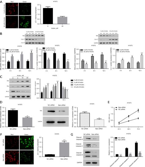 Andrographolide Inhibits Non Small Cell Lung Cancer Cell Proliferation Through The Activation Of