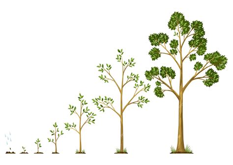 Premium Vector Stages Growth Of Tree From Seed Watering The Seeds
