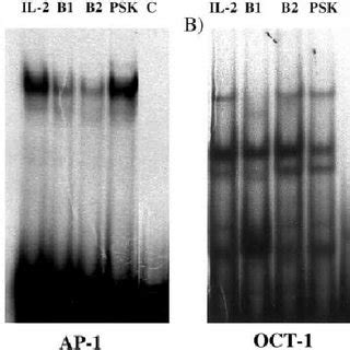 A Characterization Of AP DNA Binding Activity In NKL Cells Download Scientific Diagram