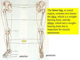 07 Appendicular Skeleton Pelvic Girdle And Lower Limbs Ppt