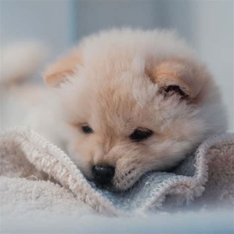Too Cute Puppies Wallpaper