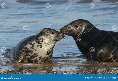 Two Beautiful Grey Seals Halichoerus Grypus On The Shoreline During