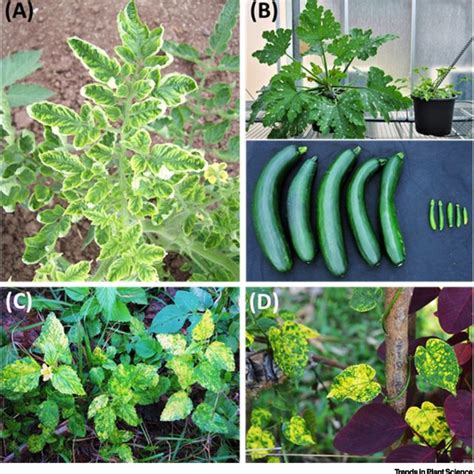 New Publication Unveils The Secrets Of Success Of Begomoviruses