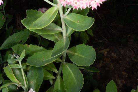 Hylotelephium Spectabile Butterfly Stonecrop