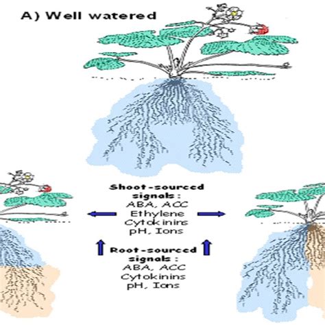 Pdf Partial Root Zone Drying Prd Its Effects And Agricultural Significance A Review