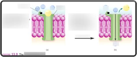 Diagram 2 Diagram Quizlet