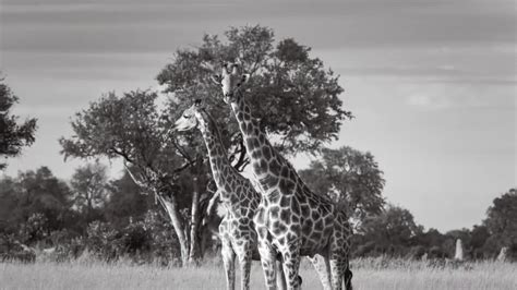Black And White Pictures Of Giraffes