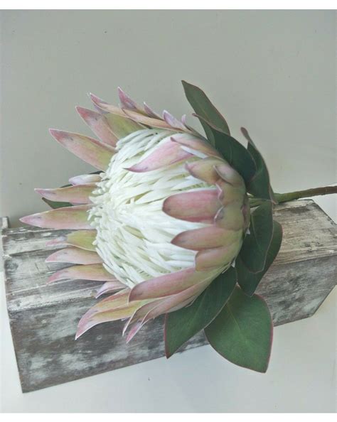 Australian Native Flower Latex Blush Pink King Protea Flowers Wedding Fake Stem Artificial