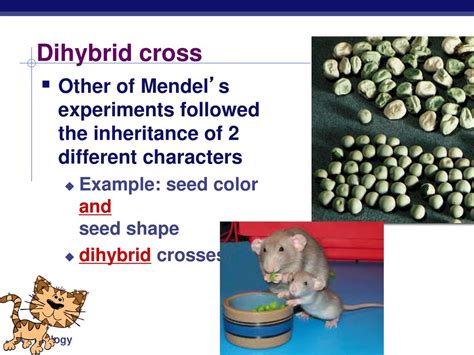 Ch 1415 Mendelian Genetics Review And Chromosomes Ppt Download