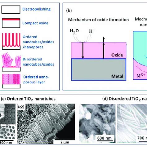 Pdf Innovative Surface Modification Procedures To Achieve Micronano Graded Ti Based