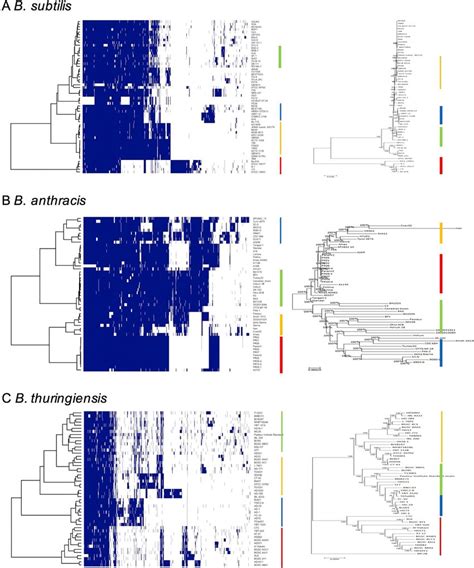 Clustered Heatmap Based On The Shared Genes Left And Phylogenetic Download Scientific Diagram